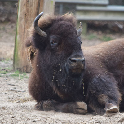 AMERICAN BISON - Yellow River Wildlife Sanctuary
